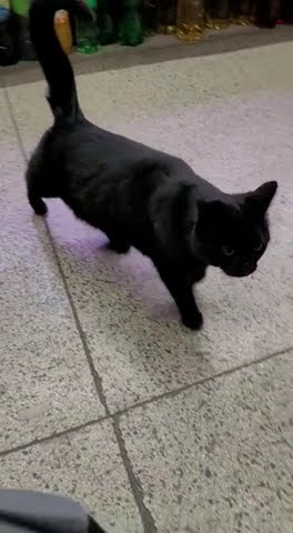 New cat!!! This cat's name is shop cat ️ ️ ️ - YouTube