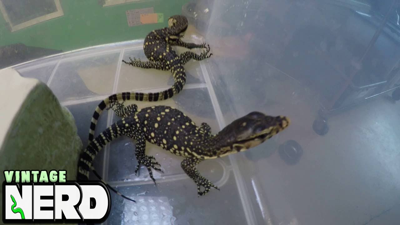 Fourth Generation NERD Water monitor babies... - YouTube