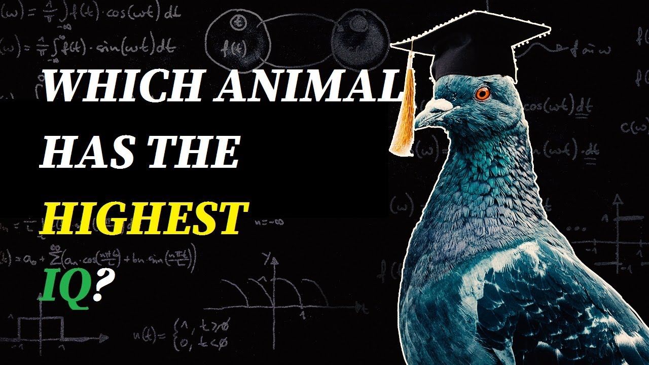 Do you know the Smartest Animals in the world? Most Intelligent list ...