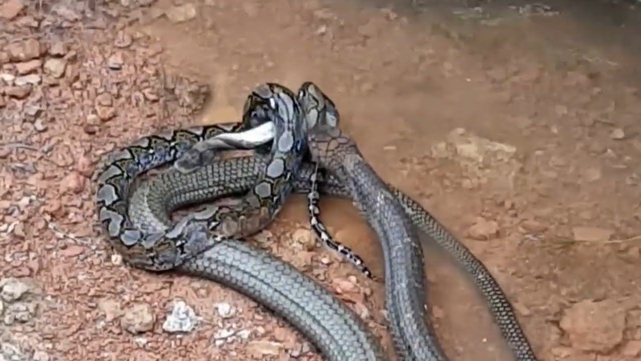 Duel King Cobra VS Piton, Ular Terpanjang dan Terbesar, Siapakah Yang Menang? #kingcobra #python ...