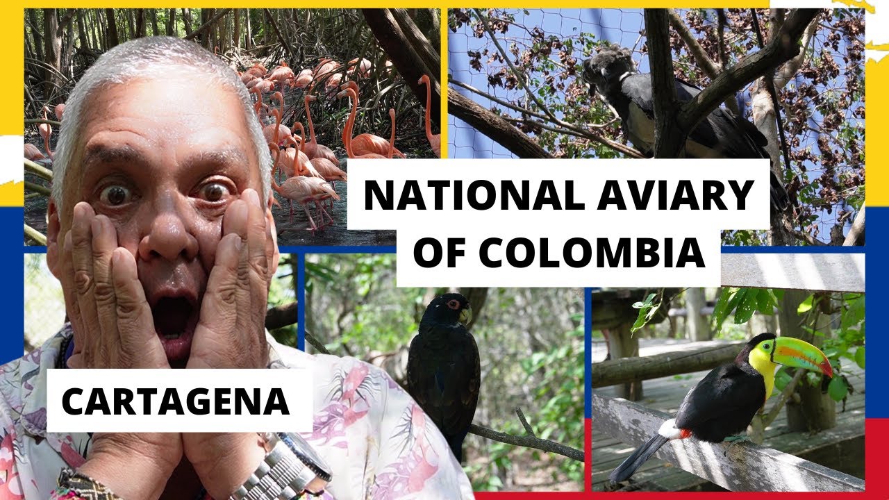 Birds in Cartagena, National Aviary of Colombia. - YouTube