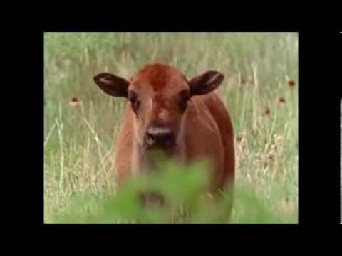 Rocky Mountain Reunion John Denver Part TWO - YouTube