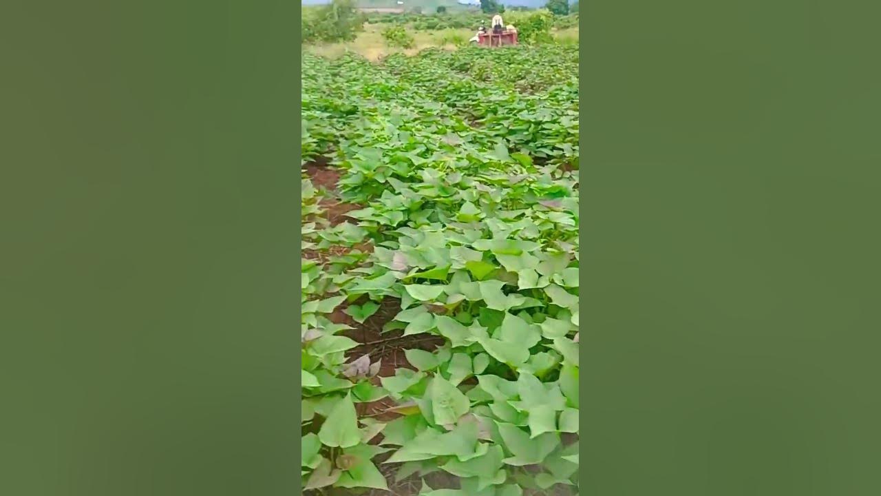 #Java_potato 🍠🍠 2months #Refreshing #nature #khmeragriculture #farming ...