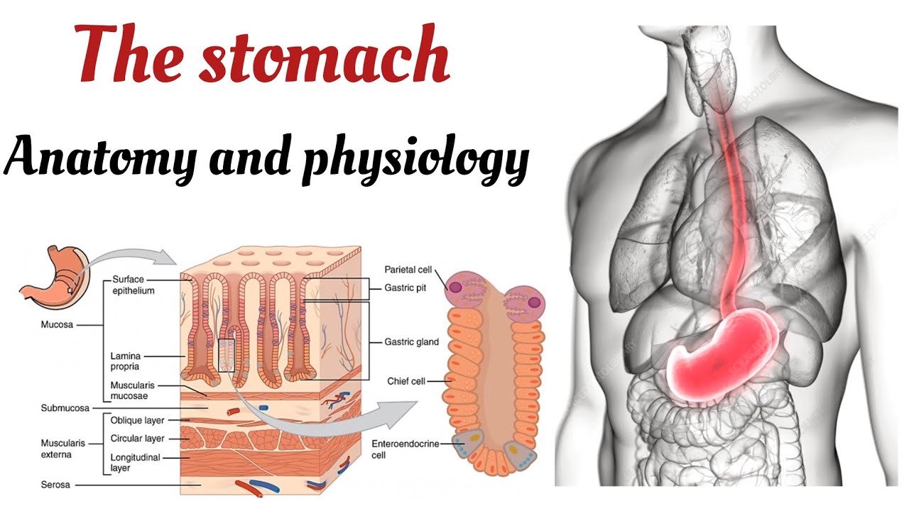 Anatomy and physiology of stomach ll Gastric acid secretions - YouTube