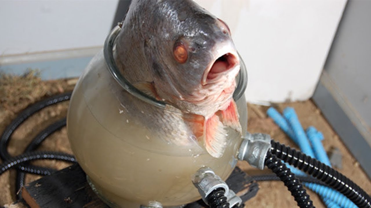 Billy Cobb - Fish in a Bowl - YouTube