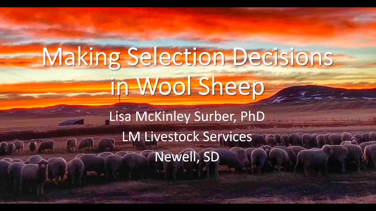 Making Selection Decisions in Wool Sheep - YouTube