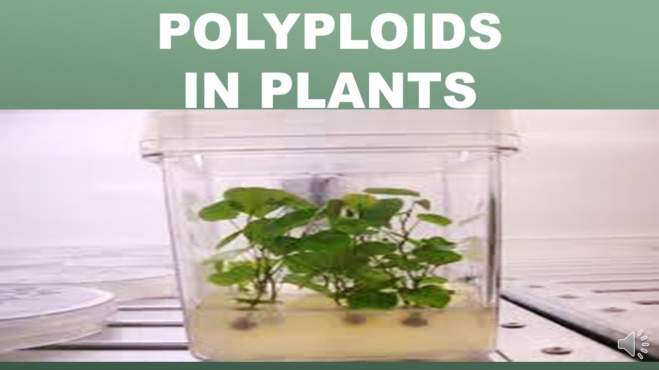 POLYPLOIDS IN PLANTS - YouTube