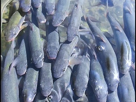 ウグイ Japanese dace,Freshwater minnow,Big-scaled redfin Tribolodon ...