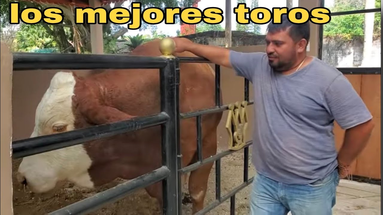 Los mejores TOROS Simental de Guatemala impresionante como los cuidan ...