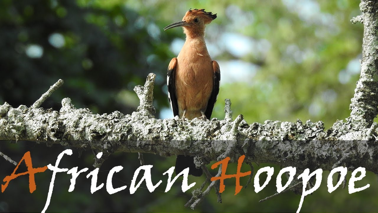 African Hoopoe (Upupa africana) Bird Call & Video | African Hoopoes ...