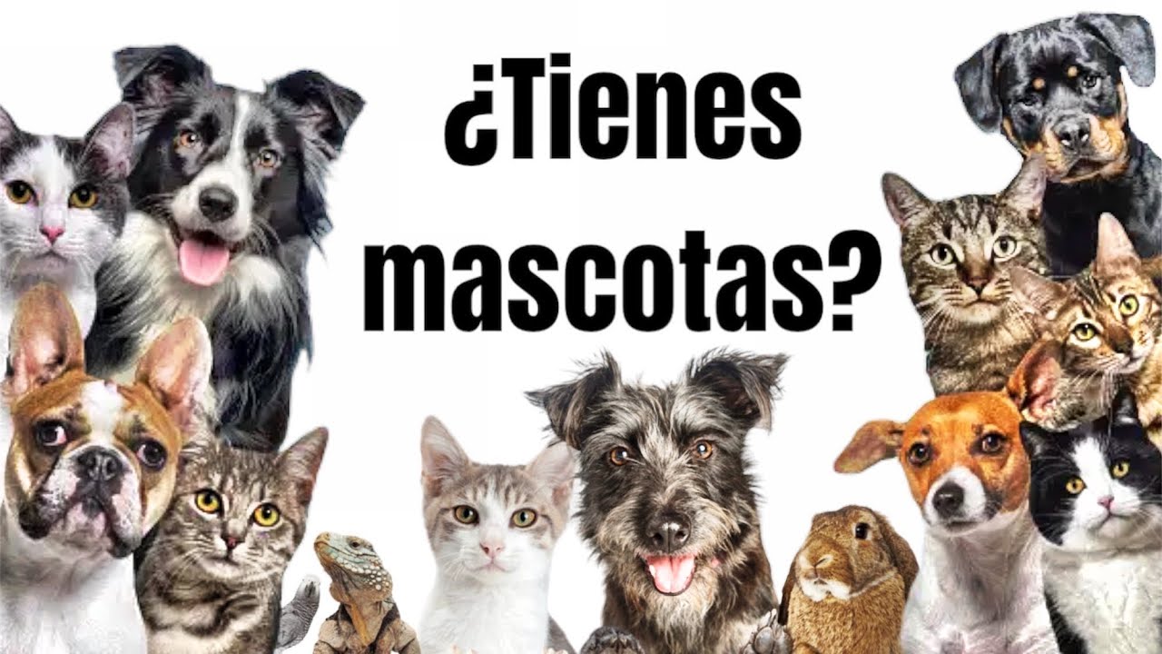¿Tienes mascotas? - YouTube