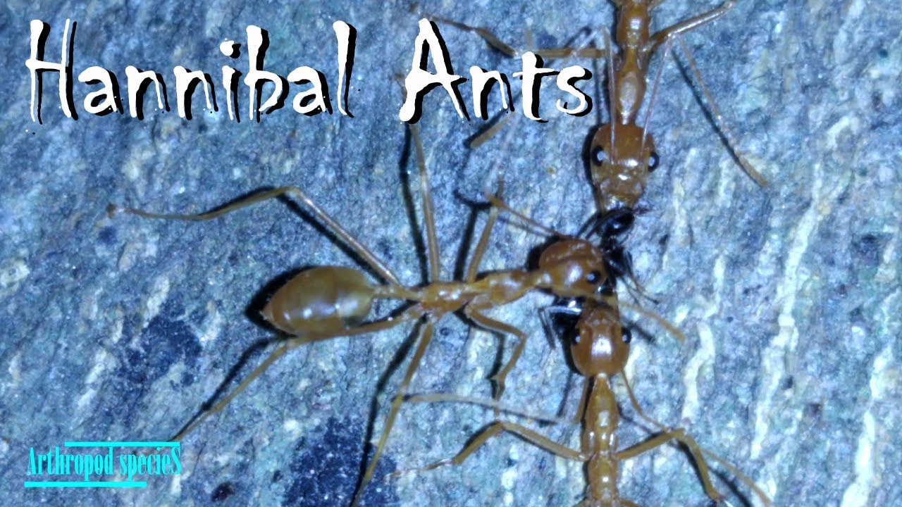 Ants Predator Mode - Prey : Ant | Ants Fight Over Their Ant Prey ...