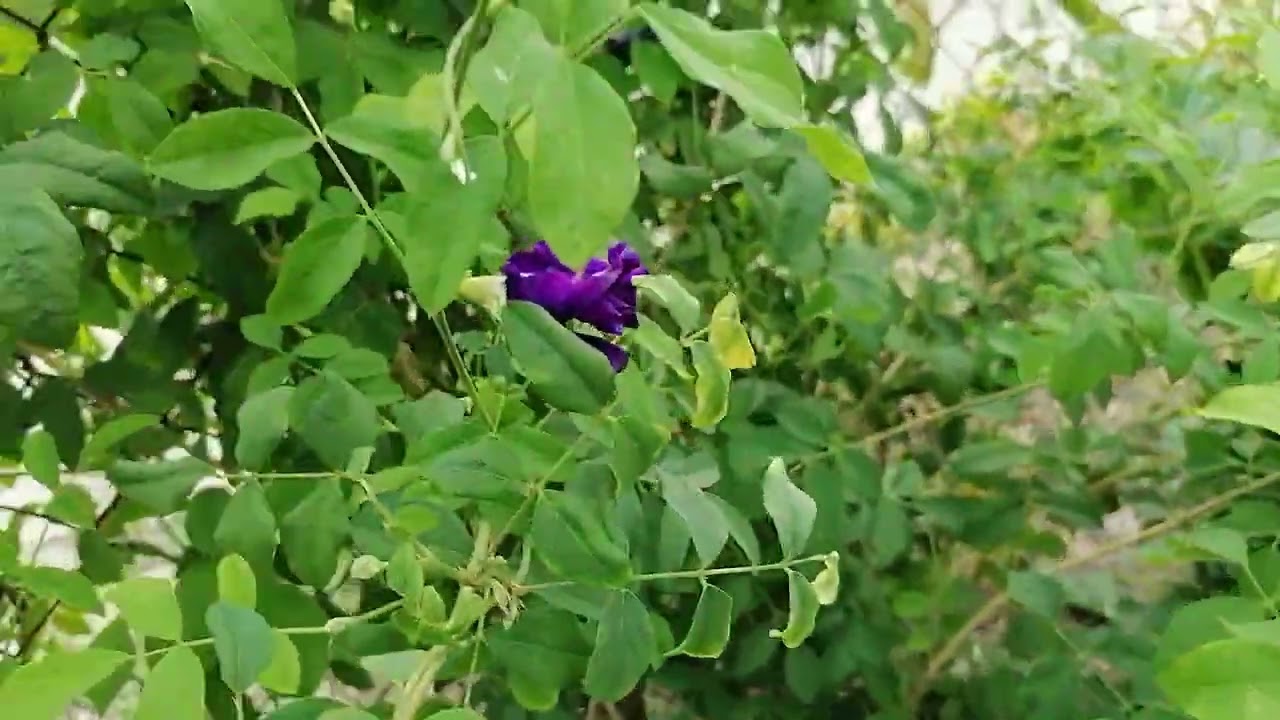 Blue Ternate Plant - YouTube