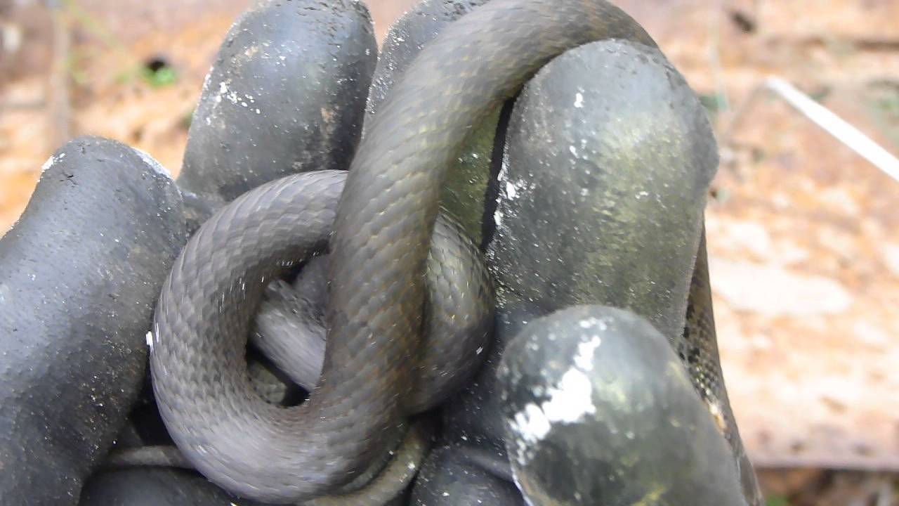 Juvenile Northern Black Racer - YouTube