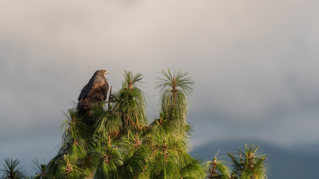 GAVILÁN COLIBLANCO - YouTube