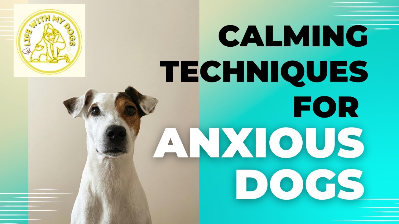 Calming Techniques for Anxious Dogs - YouTube