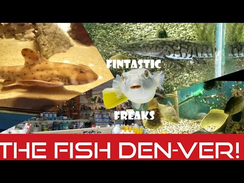 Fish Den(ver)! Visiting the Fish Den in Denver! - YouTube