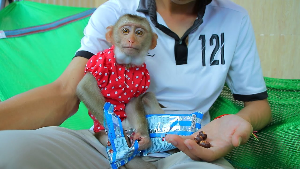 Wonderful ! Monkey ABBY Can tear the package To eat by yourself - YouTube
