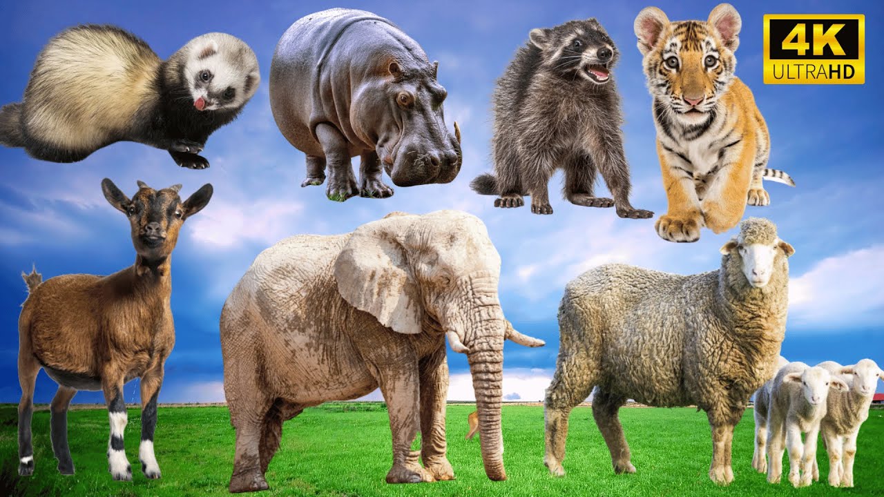 4K Wild Animal Sounds: Goat, Weasel, Hippo, Elephant, Raccoon, Tiger ...