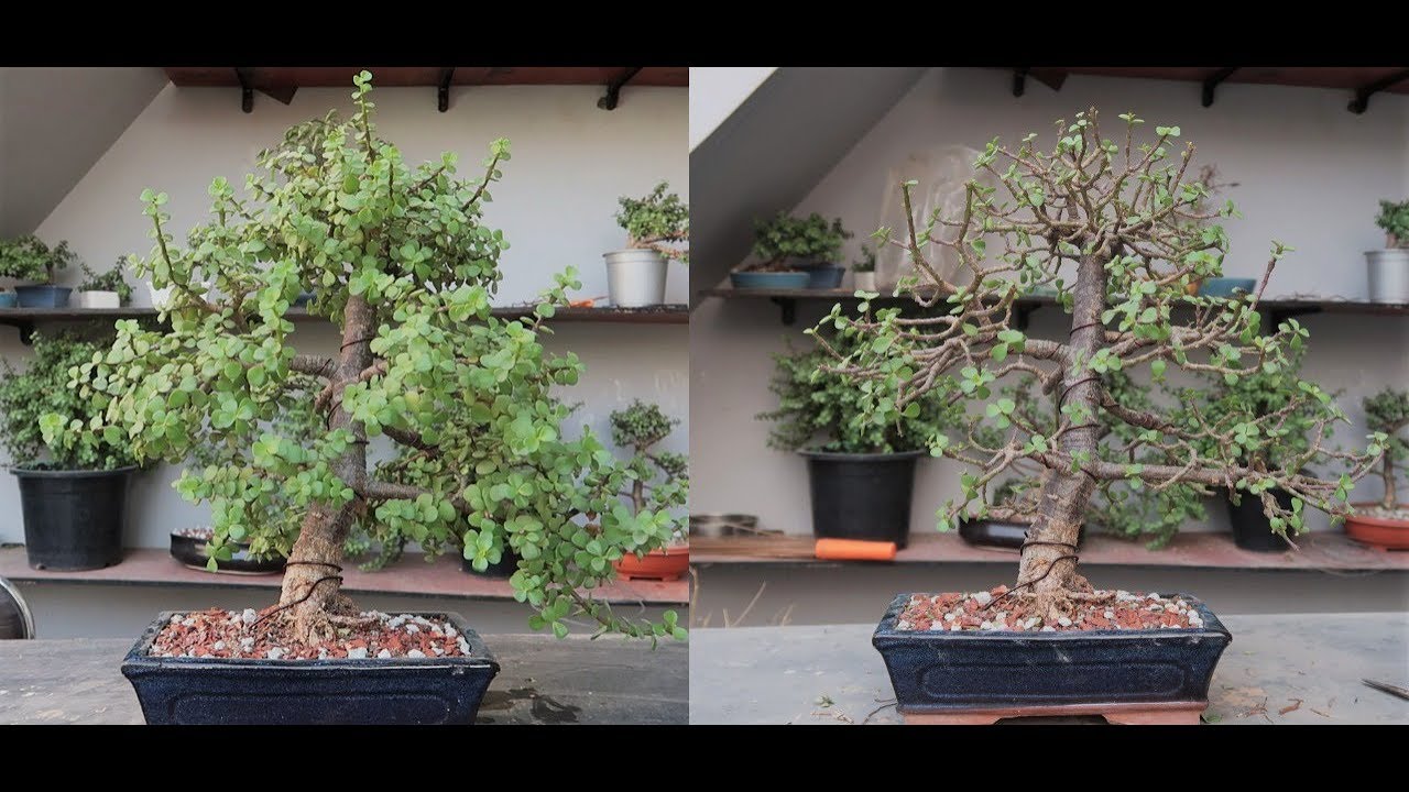 Defoliating Jade Bonsai Formal Upright - YouTube