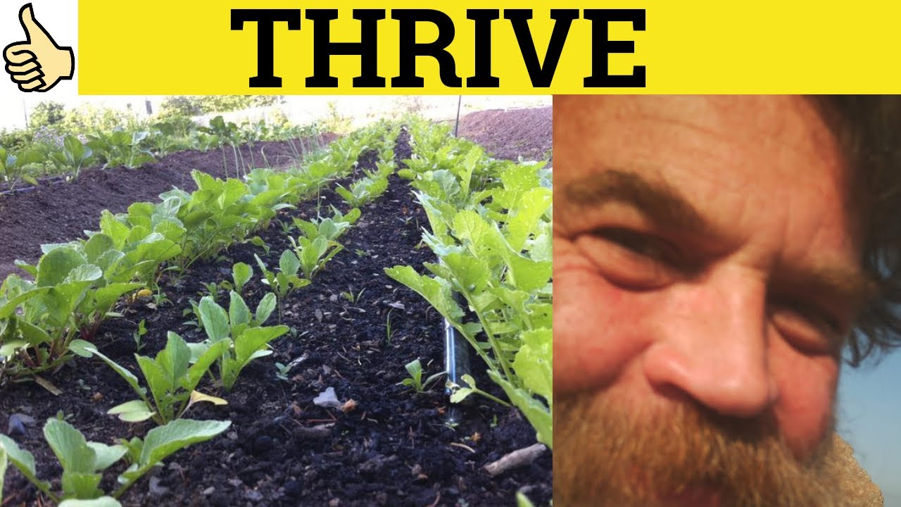 🔵 Thrive Thriving - Thrive Meaning - Thriving Examples - Thrive ...