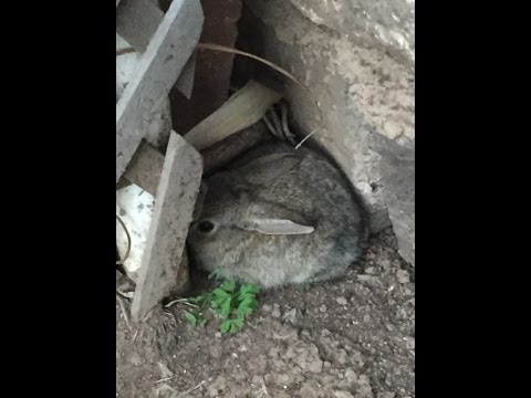 Scared Little Rabbit / Baby Rabbit - YouTube