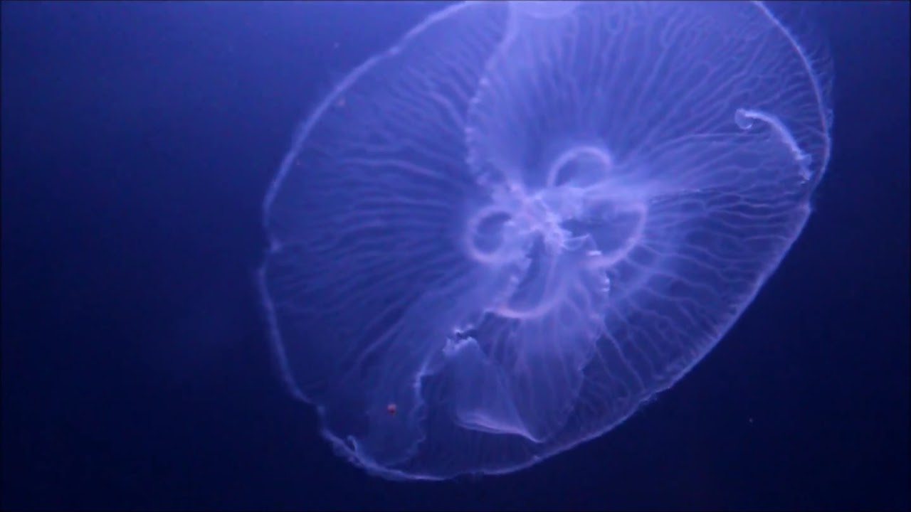 Chełbia modra (Aurelia aurita) - YouTube