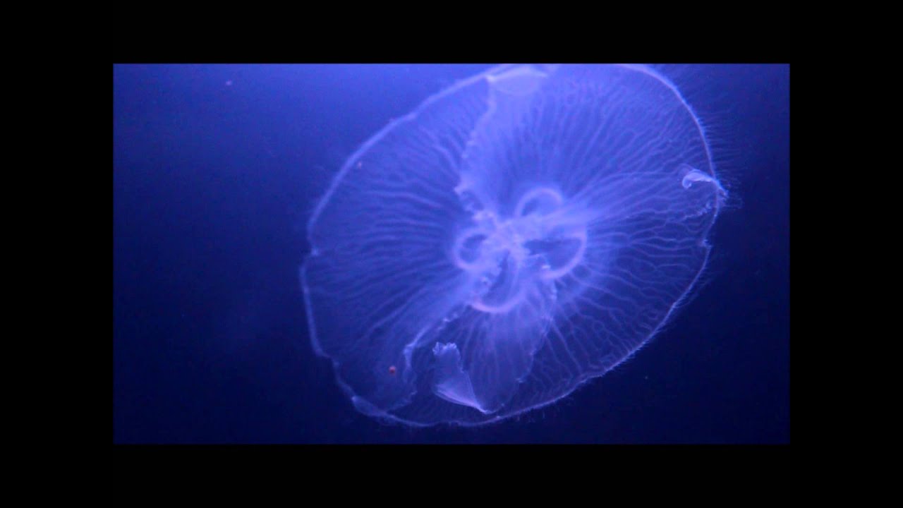 Chełbia modra (Aurelia aurita) - YouTube