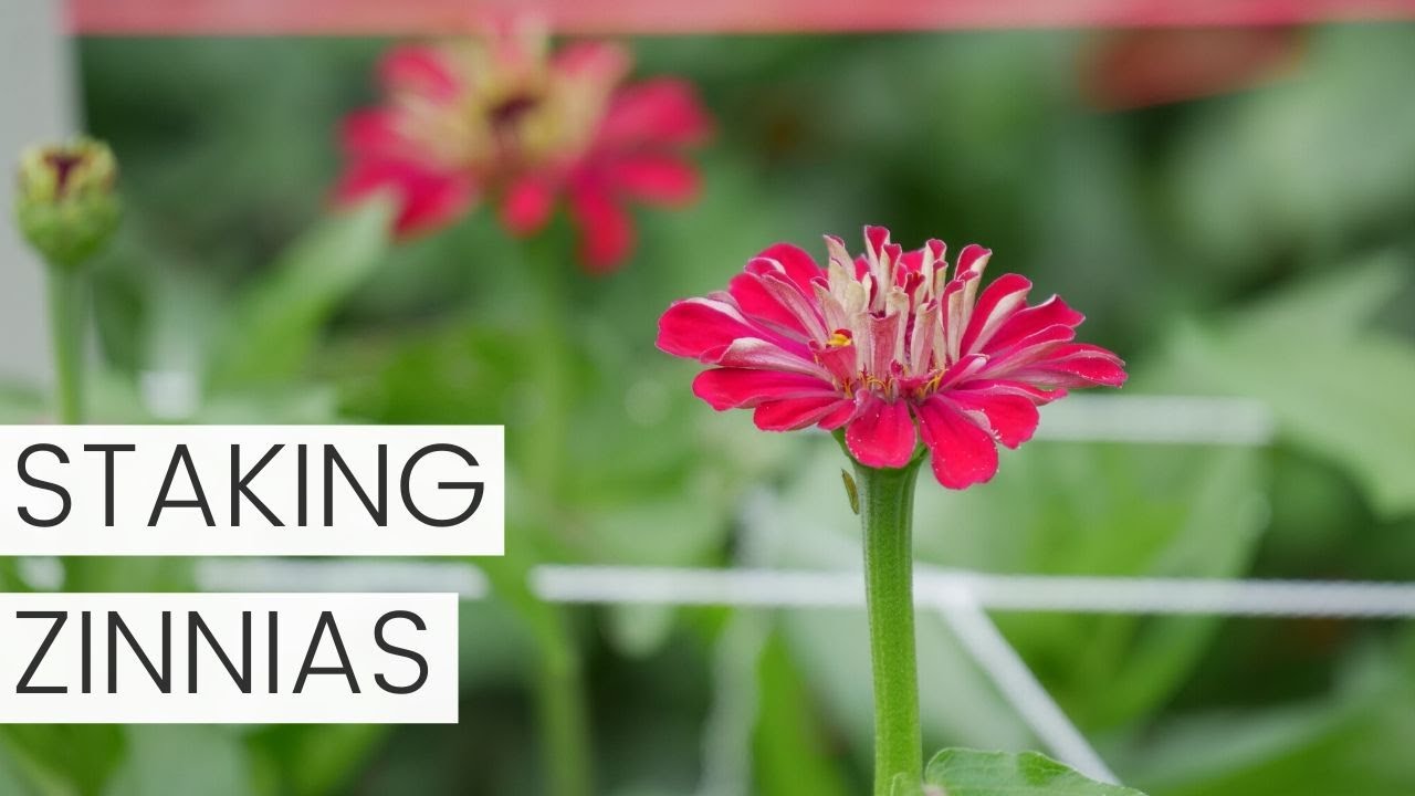 Staking Zinnia Flowers in Large Plantings in the Cut Flower Garden ...