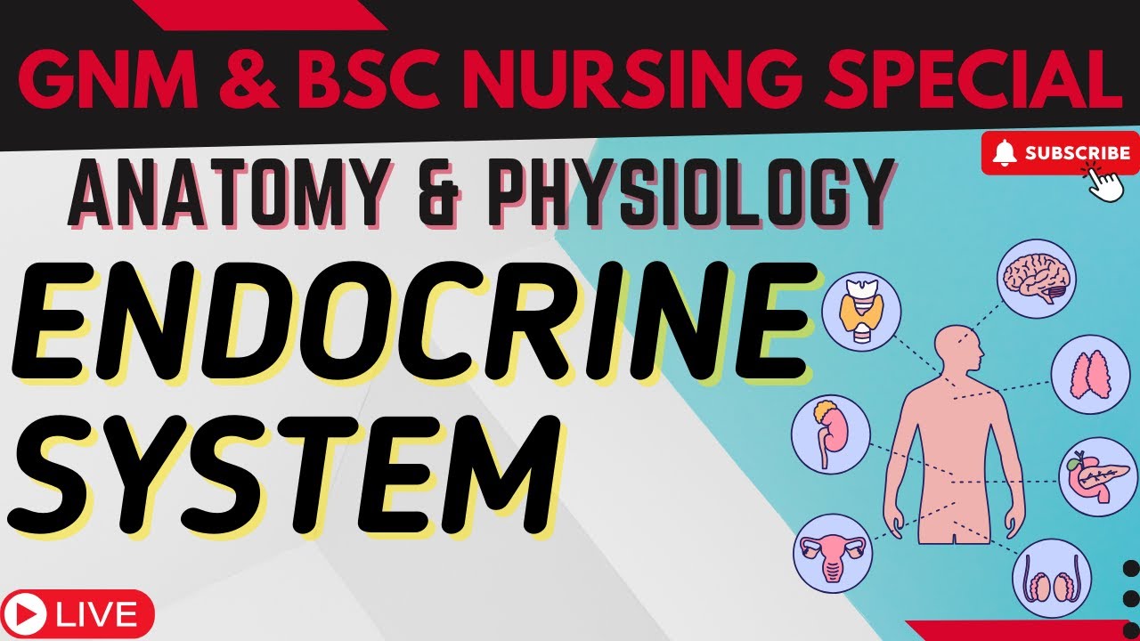 Endocrine System || Anatomy and Physiology || Glands - Function and ...