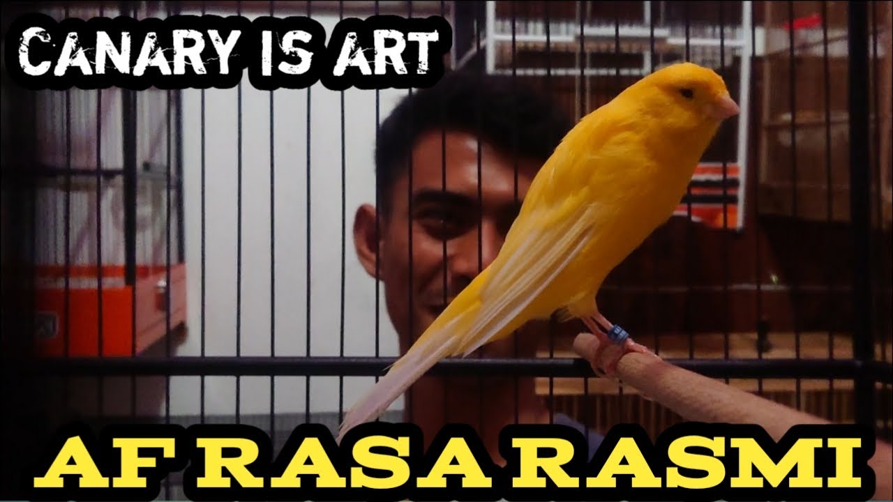 Kita Rampok Kenari Af Rasa Rasmi Dari Youtuber Sebelah - YouTube