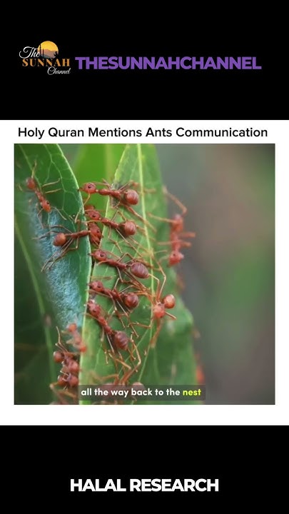 Holy Quran mentions ants communication | Miracles of Quran #allah # ...