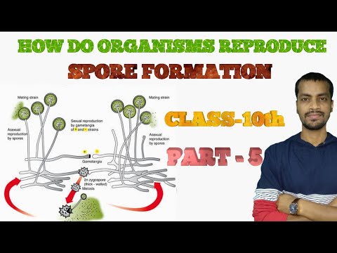 SPORE FORMATION#Spore formation in rhizopus |PART-5|#CLASS -10/NCERT ...