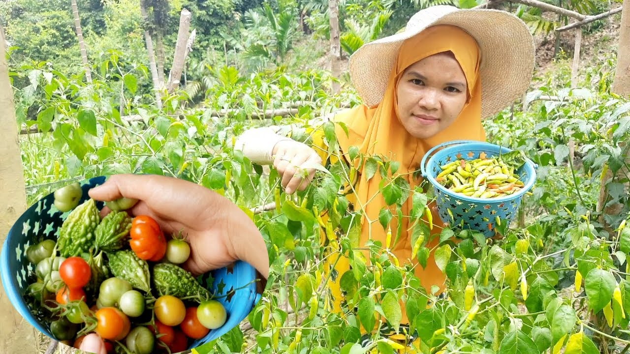 Panen Lagi Hasil Kebun | Orang Desa - YouTube