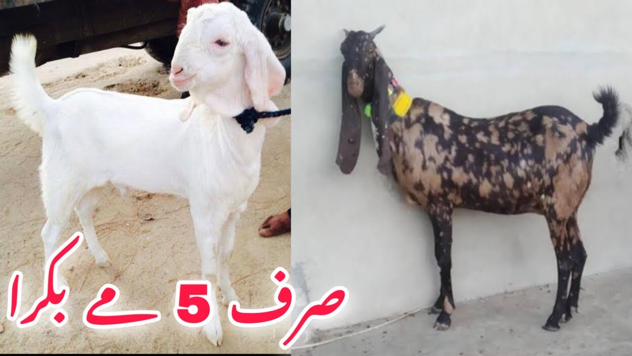 Bakri ka bacha for 2023 | Lalukhet bakra mandi latest update | bakra ...