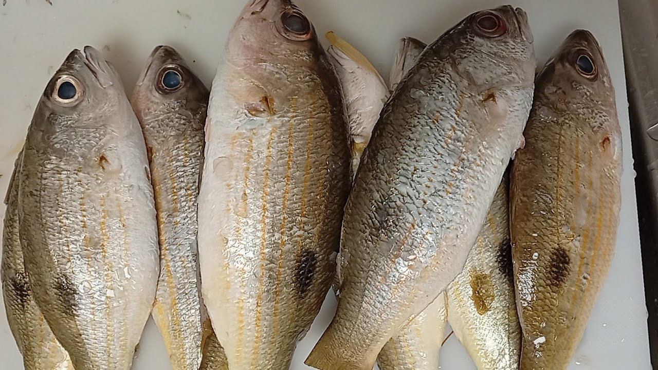 🌈 ASMR 🔥 CLEANING STAR SNAPPER FISH 🐠 - YouTube