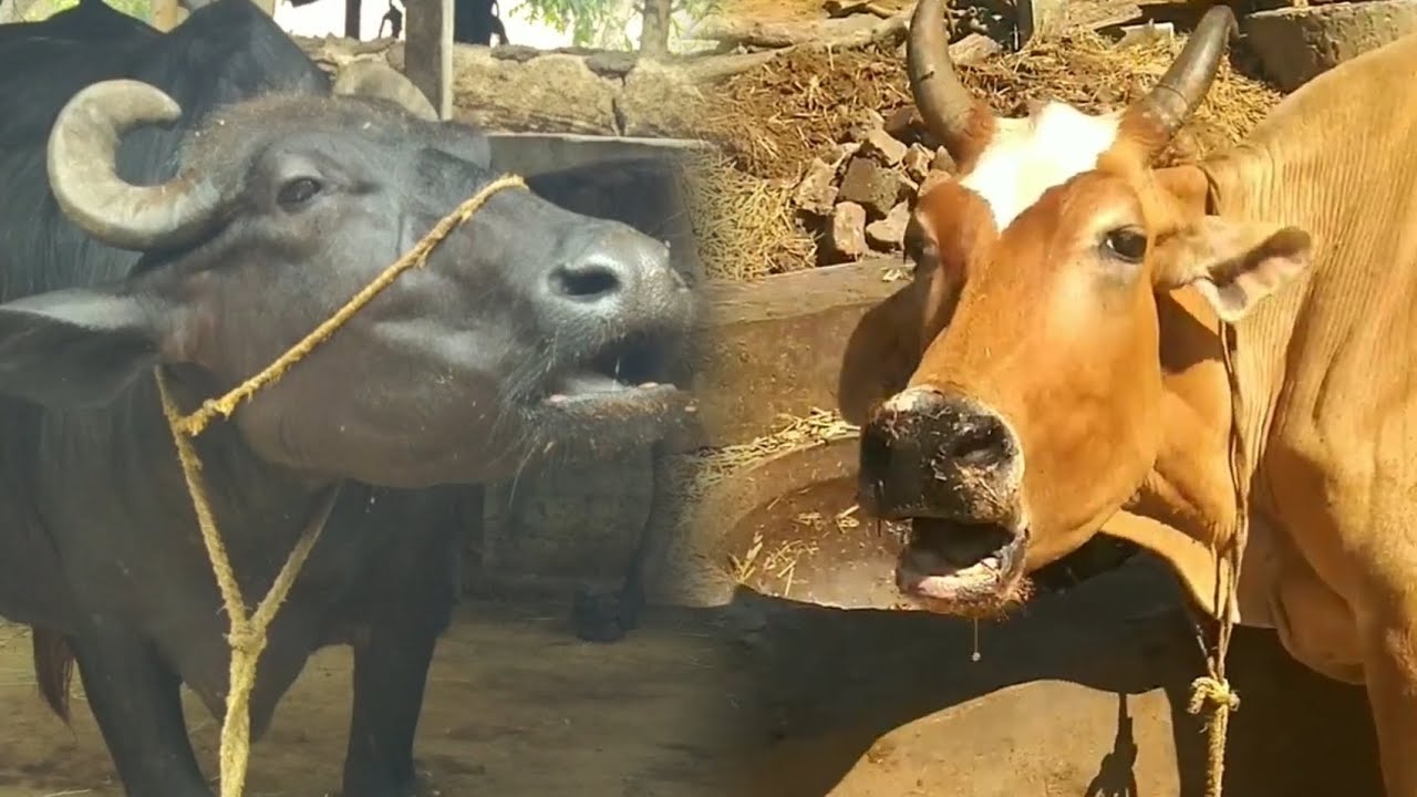 Big buffalo and cow sound video #village #cow #baffalo #animalsounds # ...