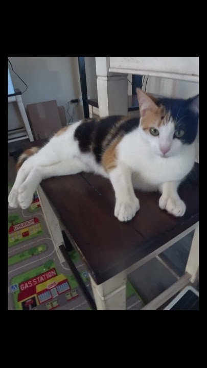 Кошка Варежка с 5 пальцами Mitten a magic cat with 5 fingers - YouTube