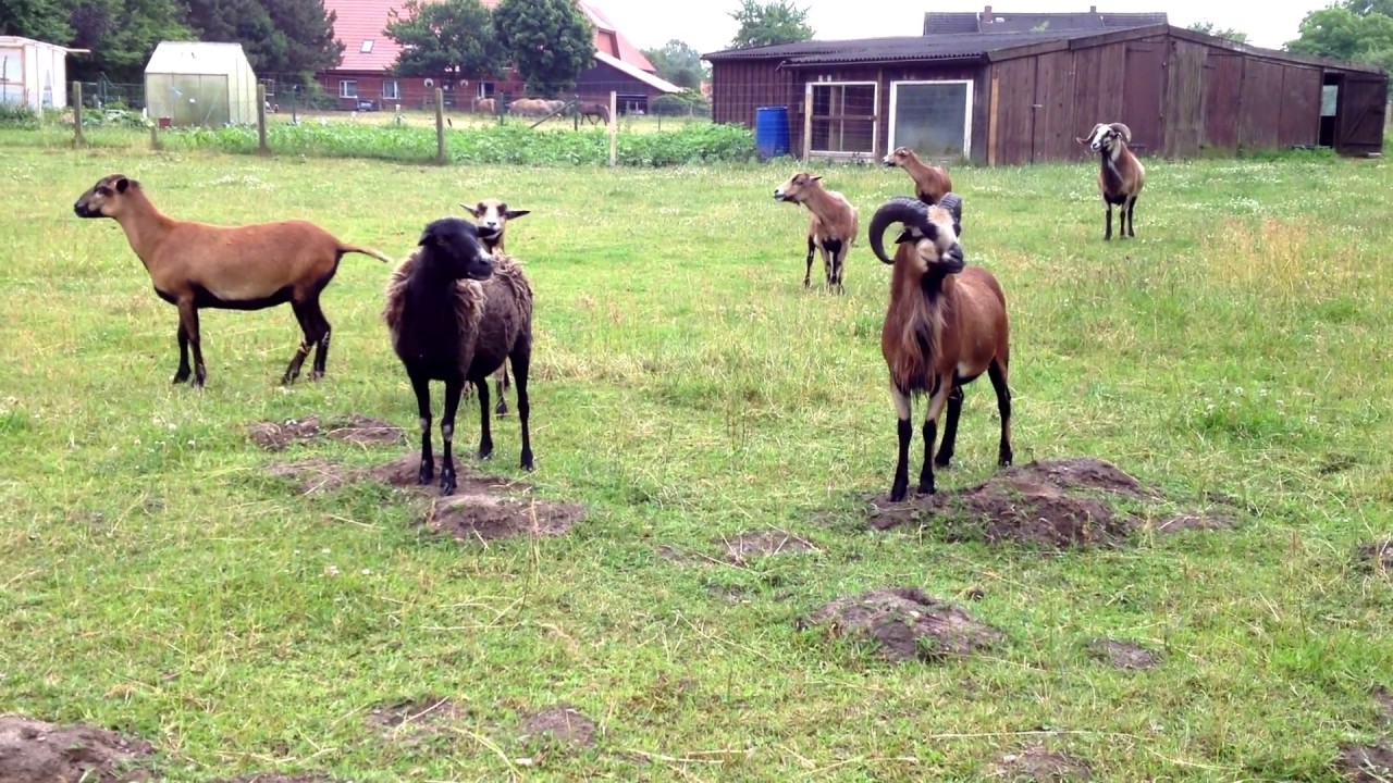Noisy Goats in Germany - YouTube