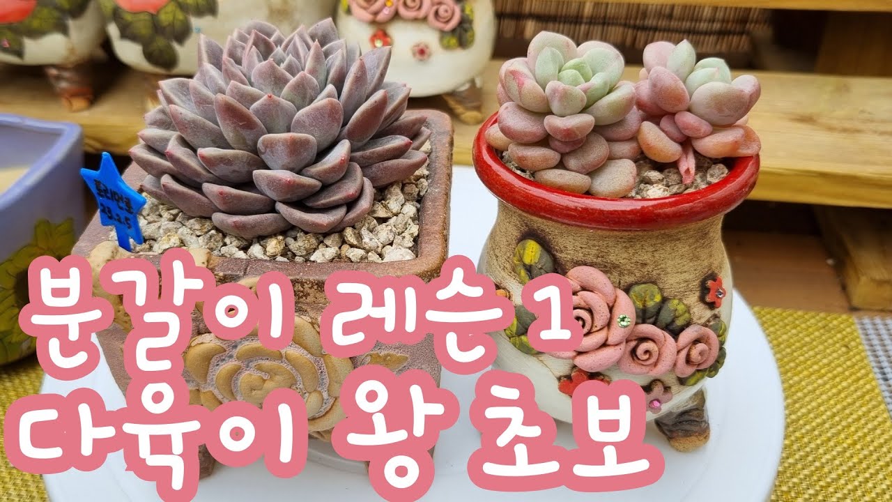 다육이 처음 샀어요 왕초보자를 위한 다육이 분갈이 방법 로제트 다육이 편 Youtube