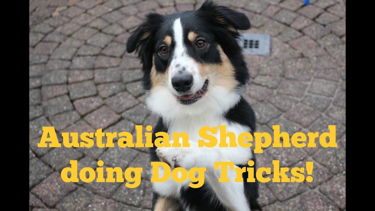 Dog Tricks - Australian Shepherd Bear - YouTube