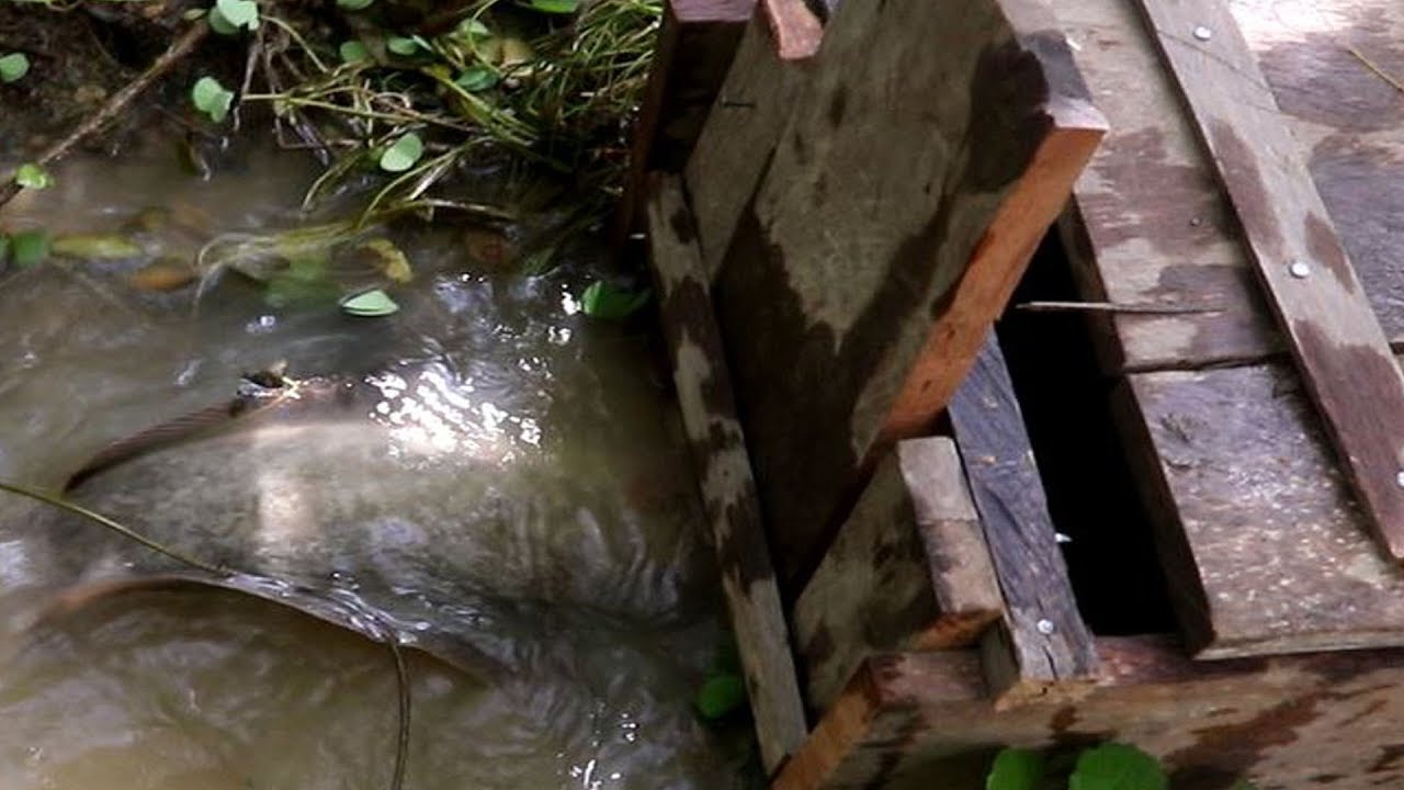 Amazing man - wood fishing trap,how to build box fishing catch big fish ...