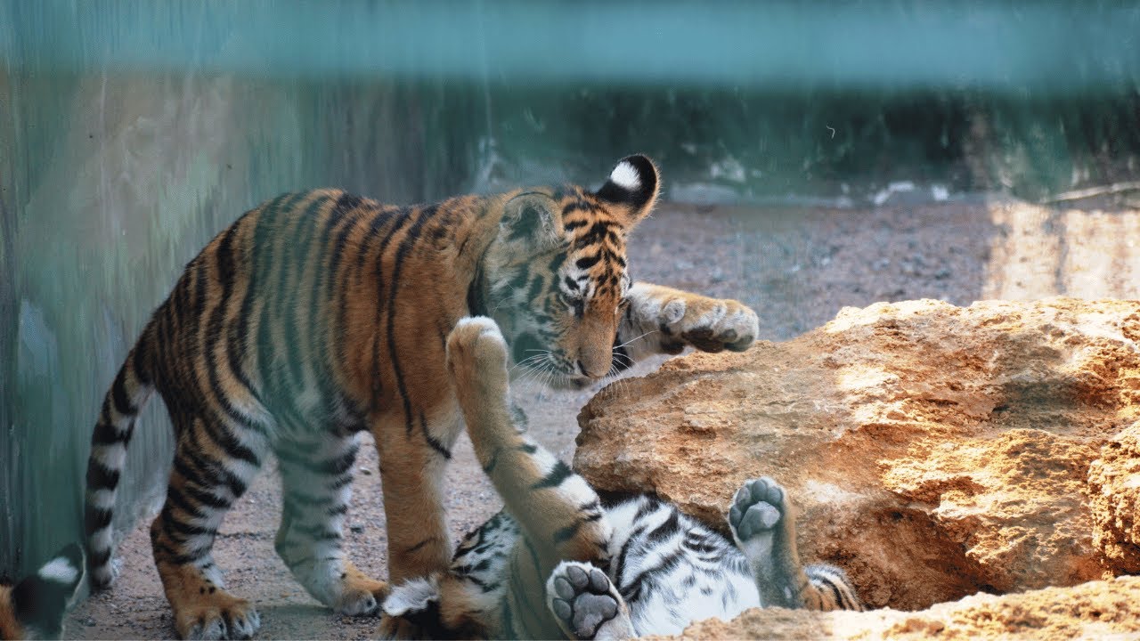 Tigers in their Habitat: A Close Encounter at the Zoo - YouTube