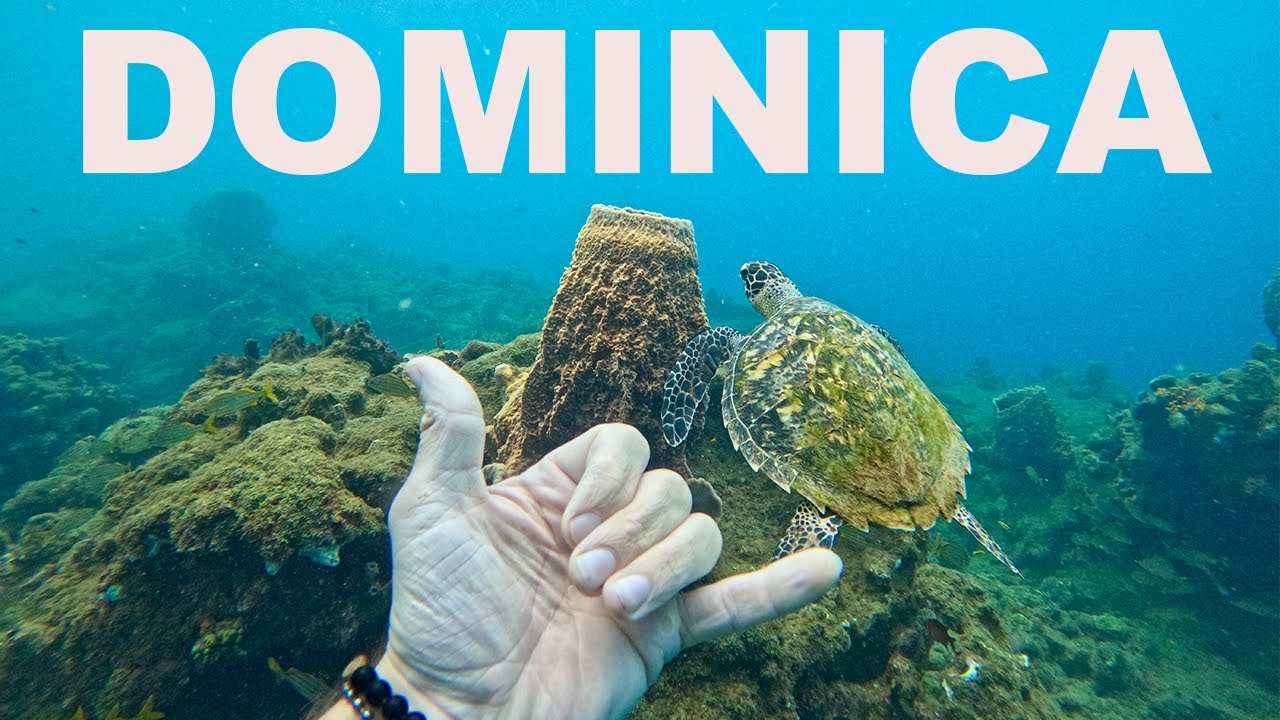 Scuba Diving Dominica in 4K | Caribbean Sea - YouTube