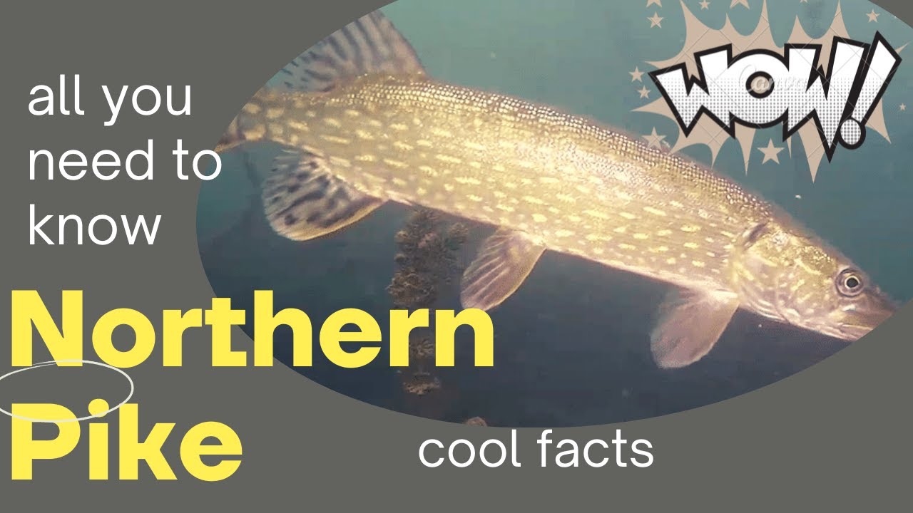 Northern Pike facts - YouTube