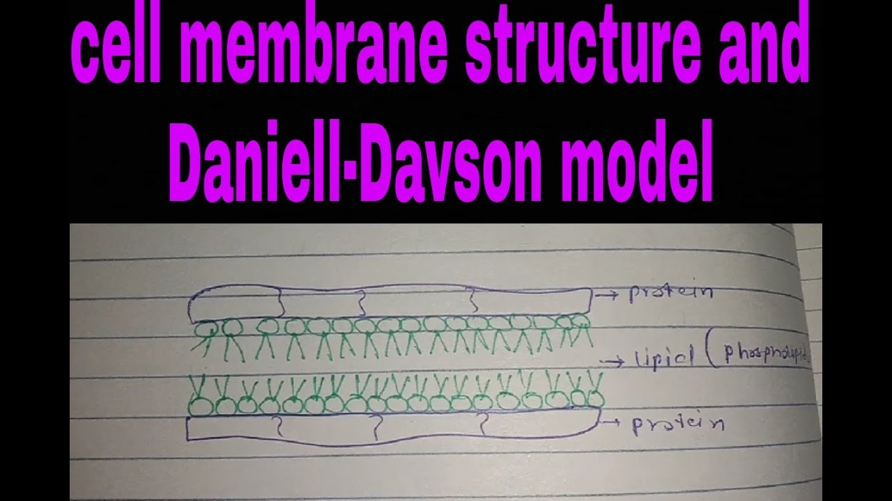 Cell membrane lecture 2.....Daniell-Davson model - YouTube