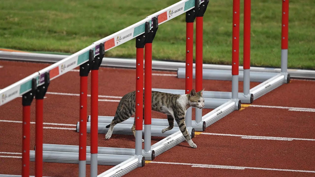 Cat enters athletics track at Asian Games - YouTube