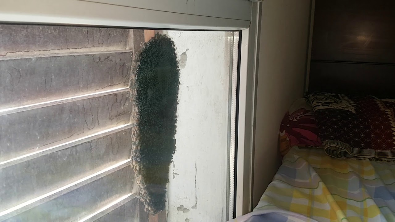 Bees building their Hive on a glass window - YouTube