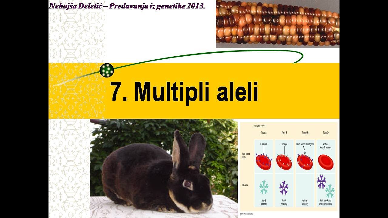 Predavanje 7 Multipli aleli - YouTube