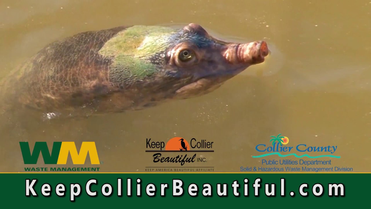 Waste Management Collier County KEEP COLLIER BEAUTIFUL - YouTube